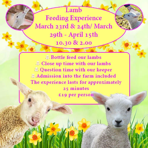 Lamb Feeding Experience - 29 Mar 2024 - 15 Apr 2024 | Mum's guide to St ...